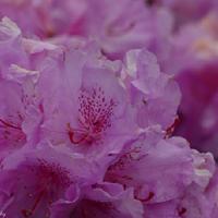 Photo of the bloom of Rhododendron Black Hat® posted by drirastucker ...