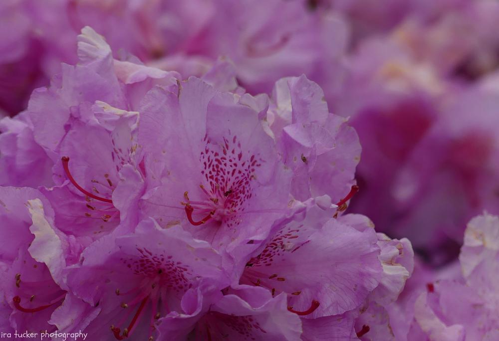 Photo of the bloom of Rhododendron Black Hat® posted by drirastucker ...