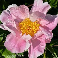 Photo of the bloom of Chinese Peony (Paeonia lactiflora 'Sea Shell ...