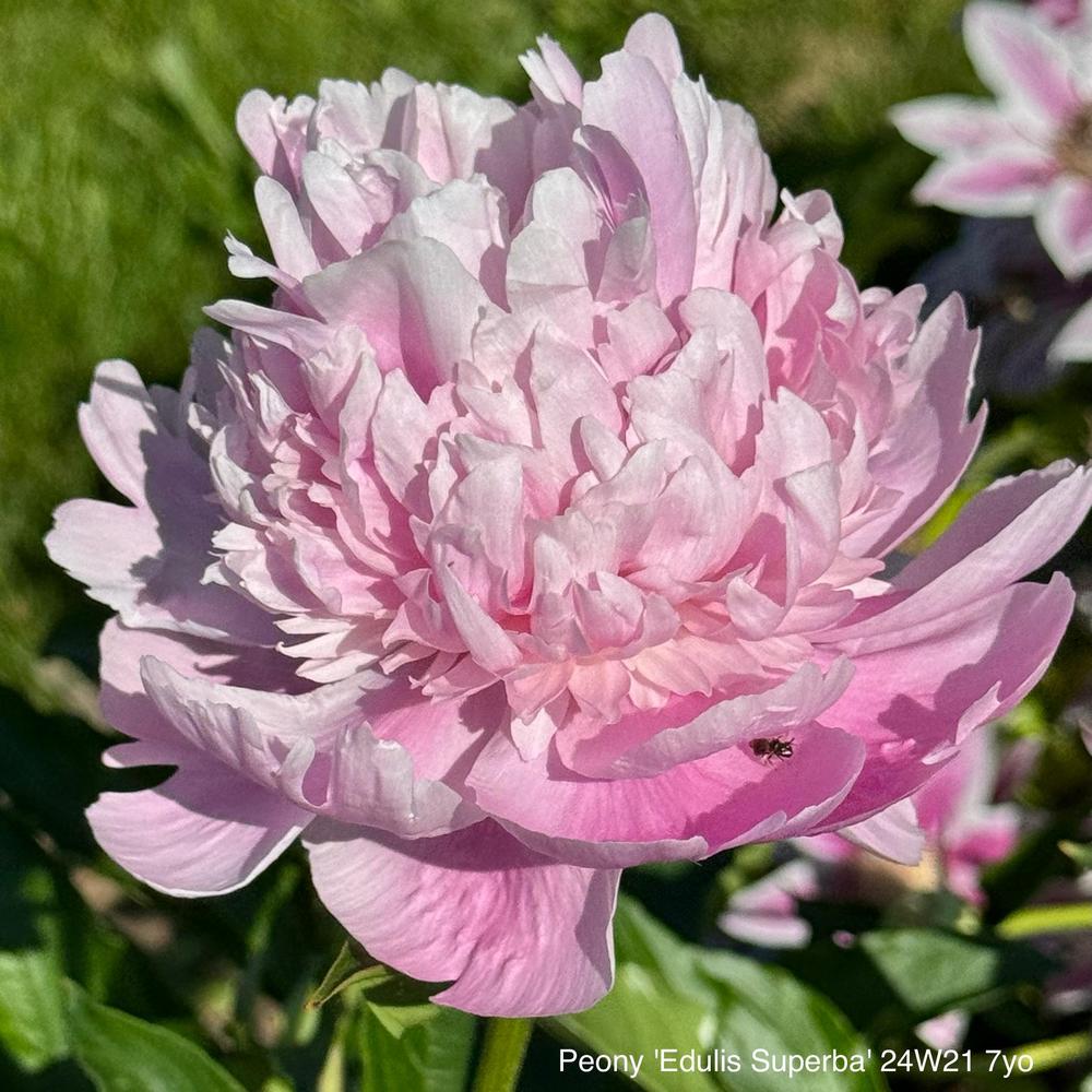 Photo of the bloom of Peony (Paeonia lactiflora 'Edulis Superba ...