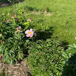 Photo of the bloom of Chinese Peony (Paeonia lactiflora 'Sea Shell ...