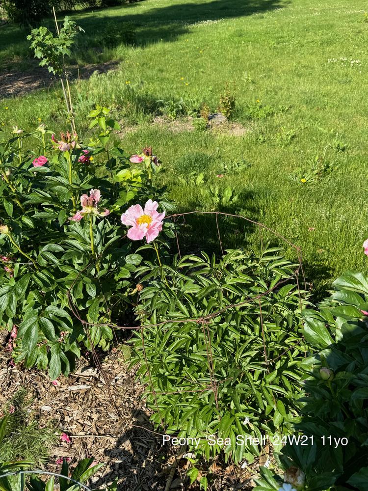 Photo of the entire plant of Chinese Peony (Paeonia lactiflora 'Sea ...