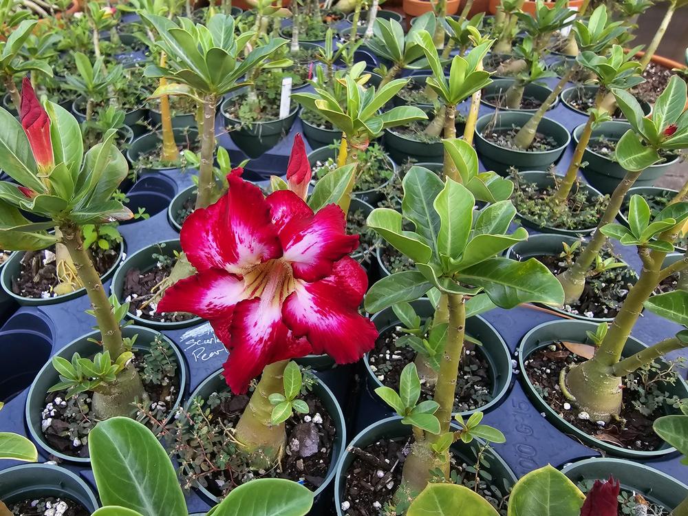 New flower color? in the Adeniums forum - Garden.org