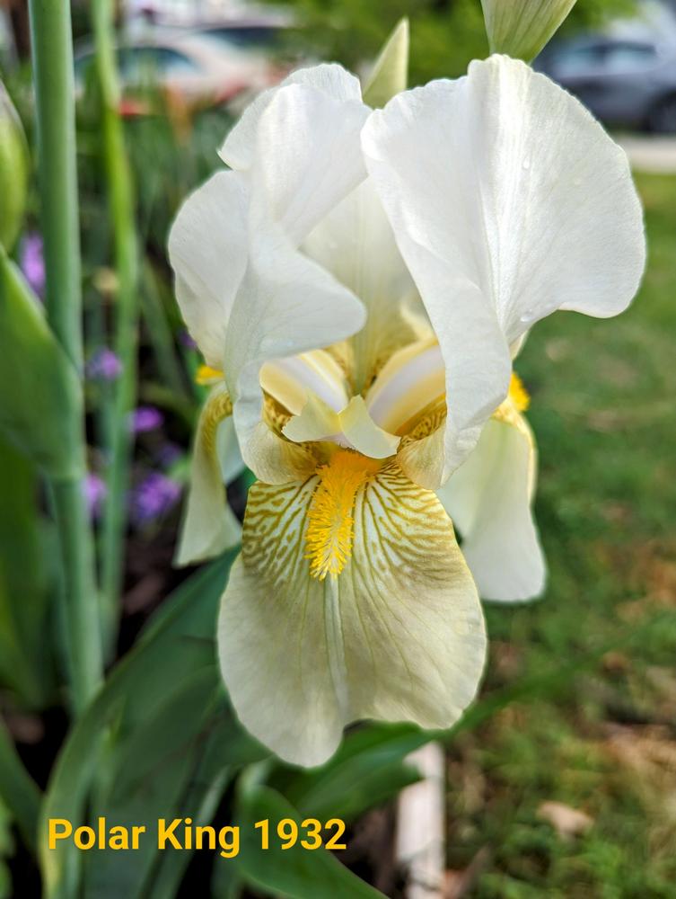 Photo of the bloom of Tall Bearded Iris (Iris 'Polar King') posted by ...