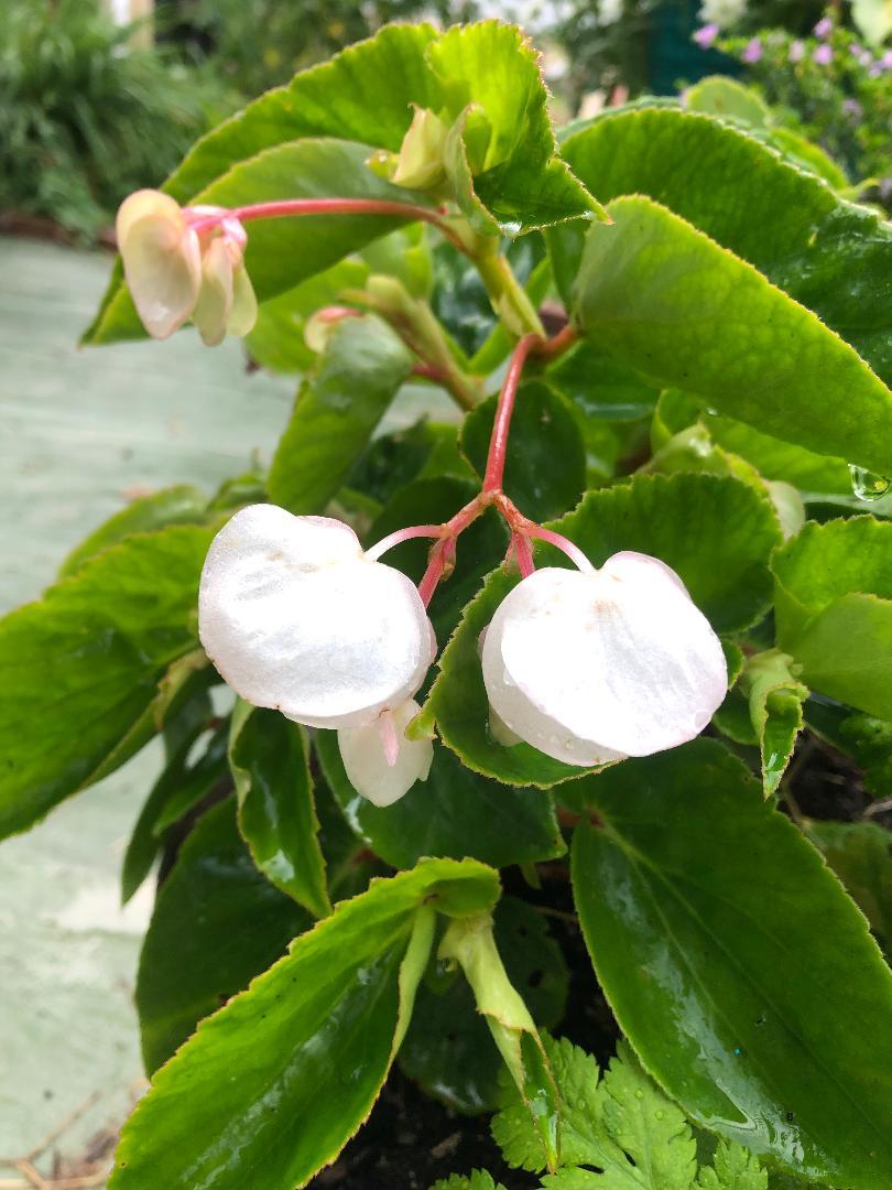 Dragon Wing Begonia (Begonia Dragon Wing® White) in the Begonias Database - Garden.org