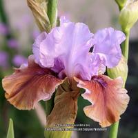 Photo of the bloom of Tall Bearded Iris (Iris 'Witching') posted by ...