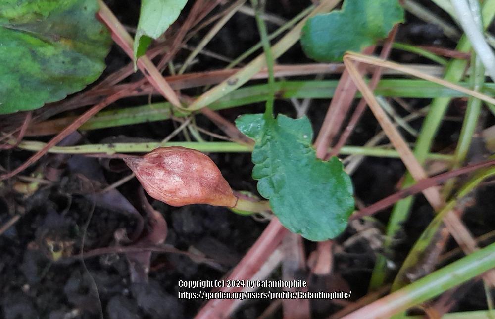 Photo of the seed pods or heads of Snow Crocus (Crocus tommasinianus ...