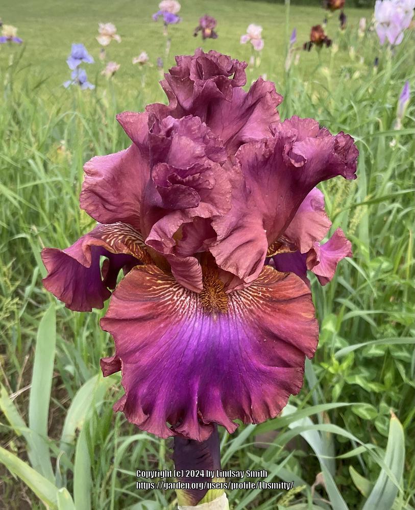 Photo of the bloom of Tall Bearded Iris (Iris 'Ravishing Ruby') posted ...