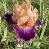 Tall Bearded Iris (Iris 'Rasputin') in the Irises Database - Garden.org