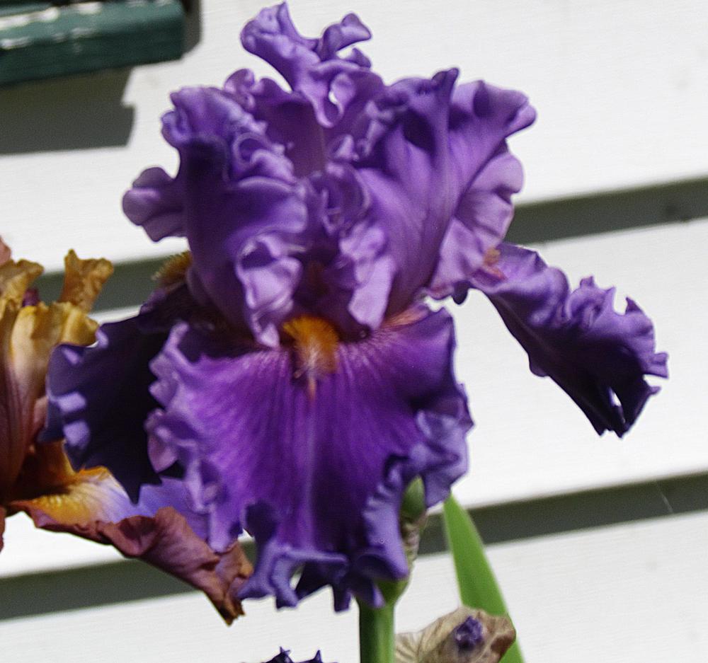 What is this? It's not Electric Candy in the Irises forum - Garden.org