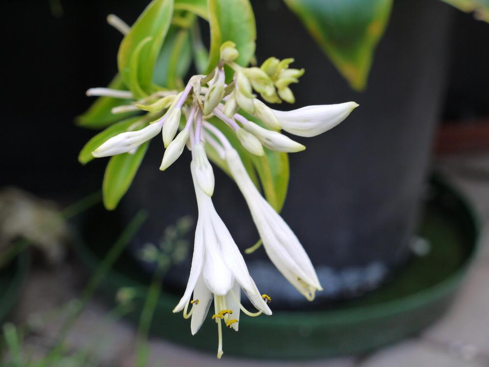 Hosta (Hosta kikutii) in the Hostas Database - Garden.org