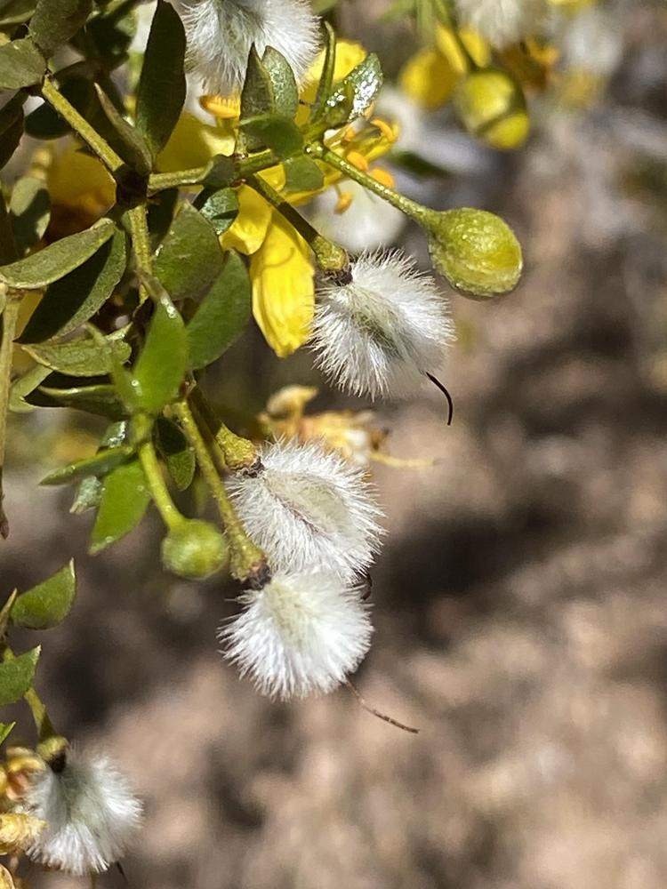 Photo of the seed pods or heads of Creosote Bush (Larrea tridentata ...
