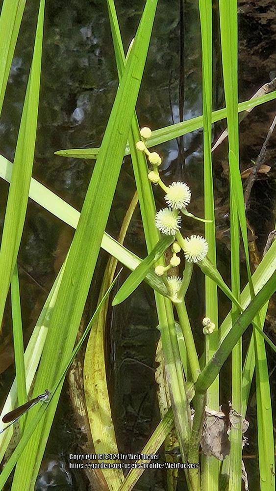 Photo of the bloom of American bur-reed (Sparganium americanum) posted ...