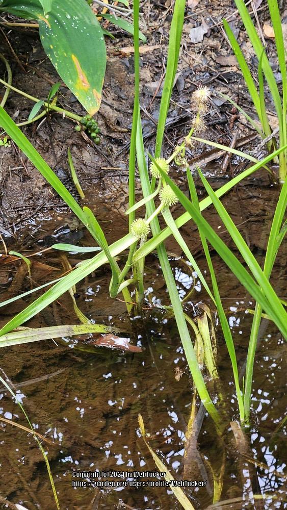 Photo of the entire plant of American bur-reed (Sparganium americanum ...