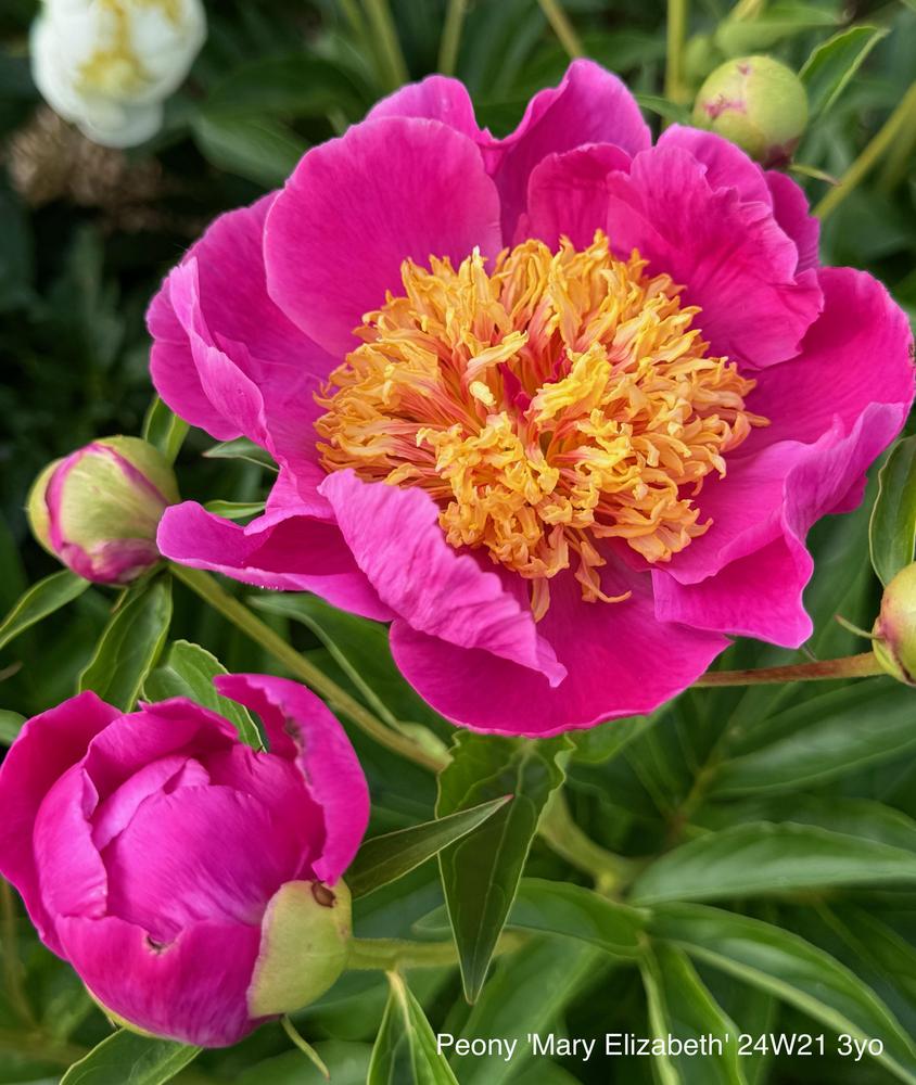 Photo of the bloom of Peony (Paeonia 'Mary Elizabeth') posted by ...