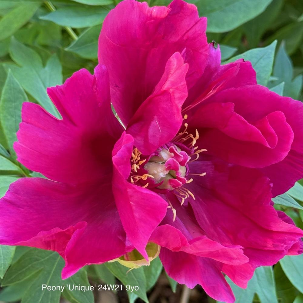 Itoh Peony (Paeonia 'Unique') in the Peonies Database - Garden.org