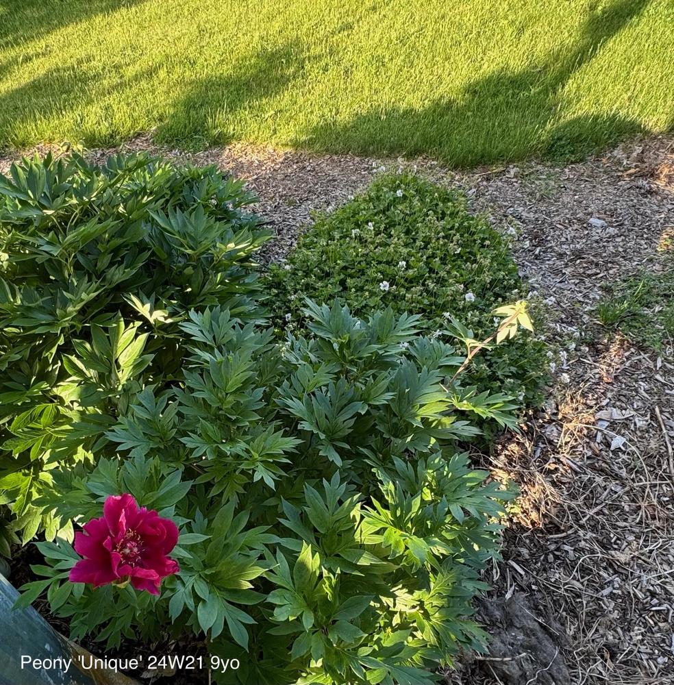Photo of the entire plant of Itoh Peony (Paeonia 'Unique') posted by ...