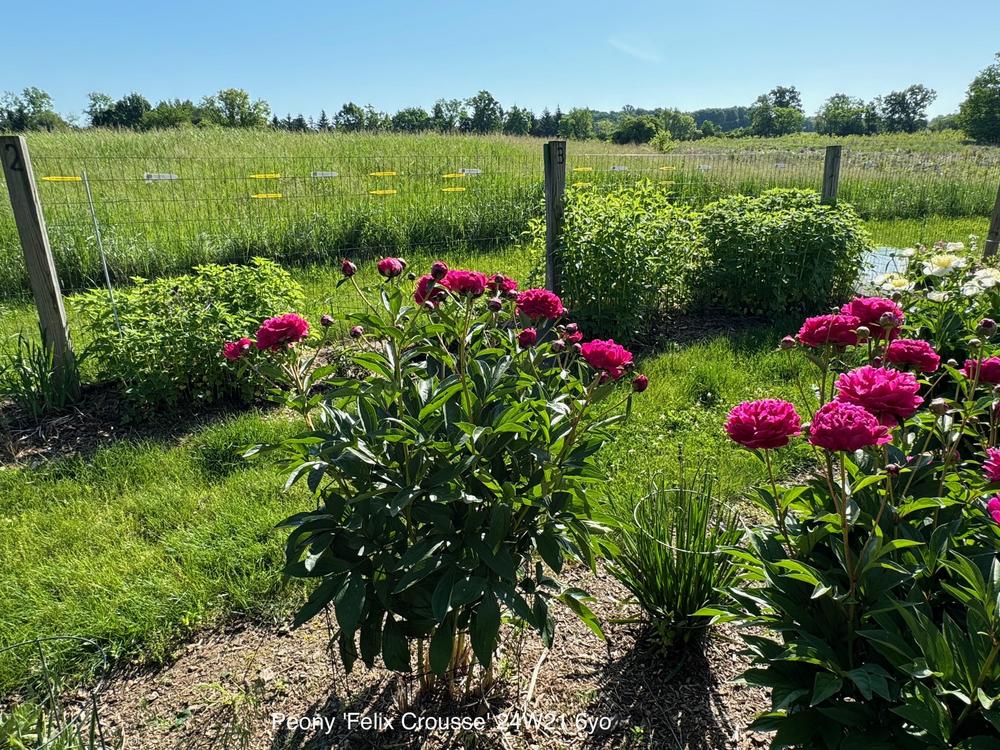 Photo of the entire plant of Peony (Paeonia lactiflora 'Felix Crousse ...