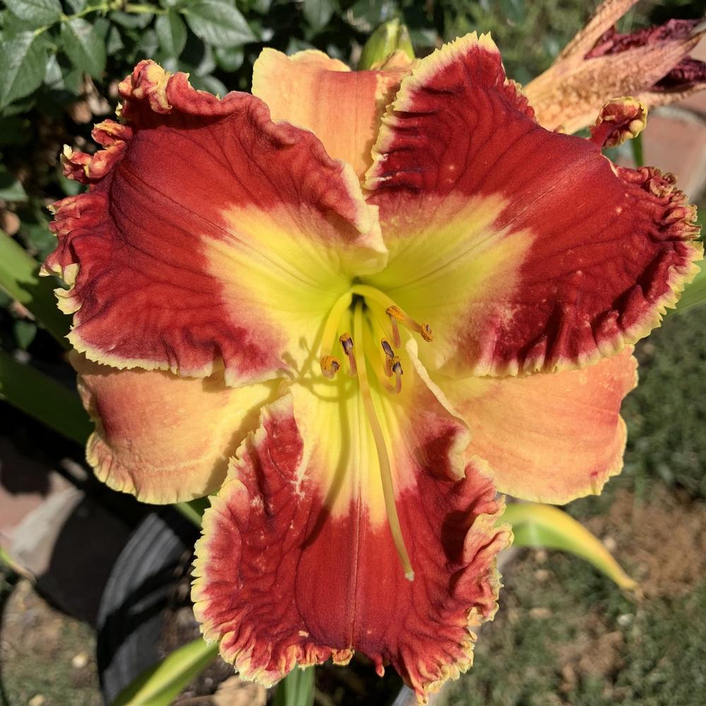 Photo of the bloom of Daylily (Hemerocallis 'Red Kaboom') posted by ...