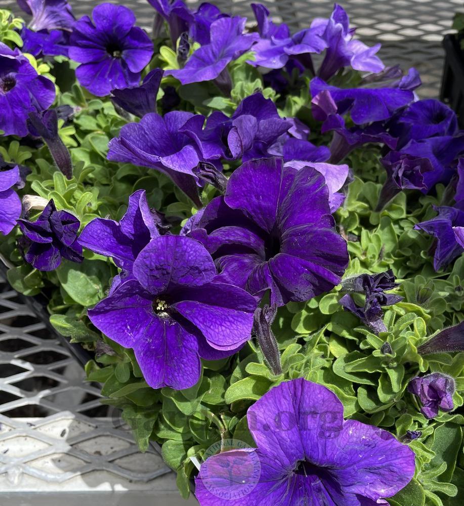 Petunia 'Wasatch Blue' in the Petunias Database - Garden.org