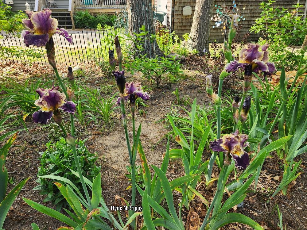 Photo of the entire plant of Tall Bearded Iris (Iris 'Luminate') posted by ElyceC - Garden.org