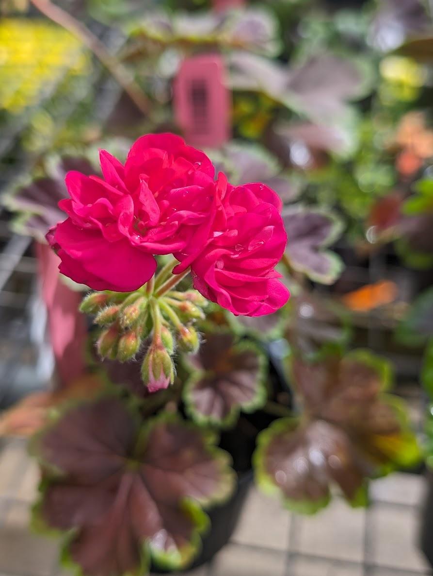 Photo of the bloom of Geranium (Pelargonium x hortorum 'Brocade Cherry ...