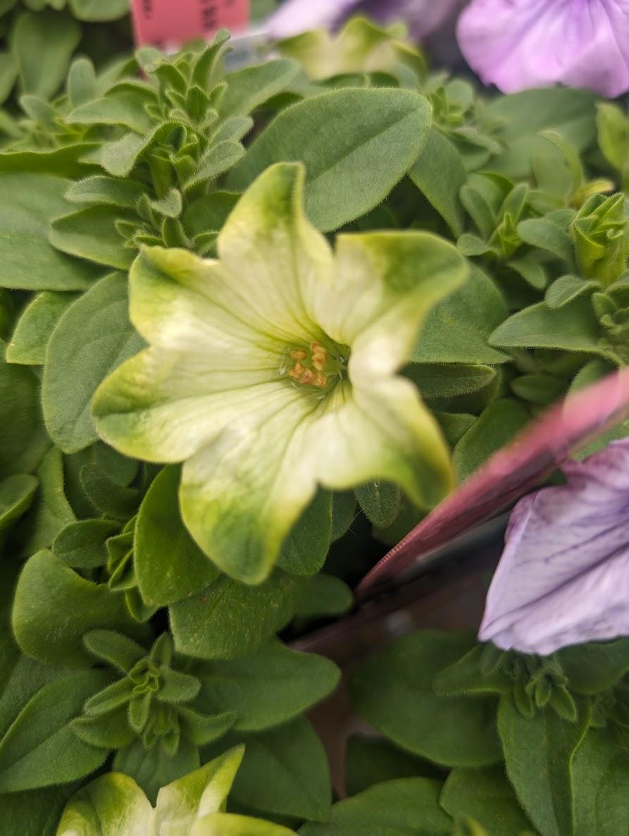 Photo of the bloom of Petunia Ray™ Pistachio Cream posted by Joy ...