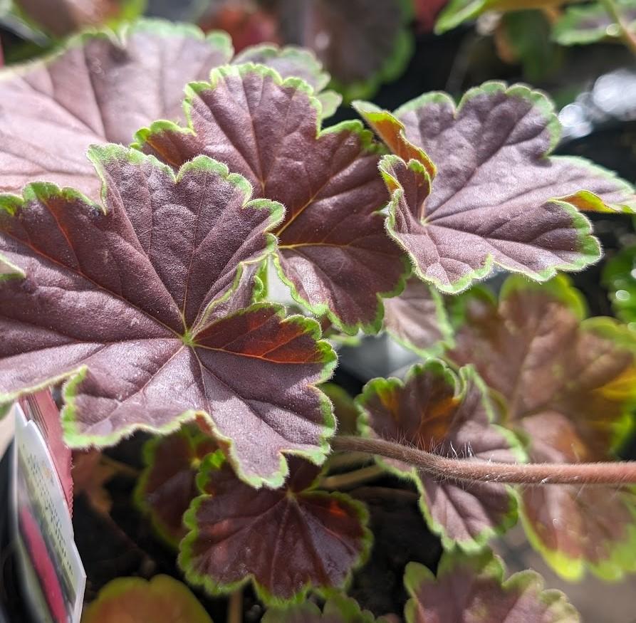 Photo of the leaves of Geranium (Pelargonium x hortorum 'Brocade Cherry ...
