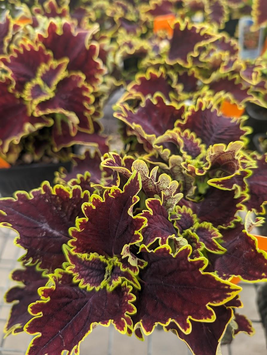 Photo of the entire plant of Coleus (Coleus scutellarioides Main Street ...