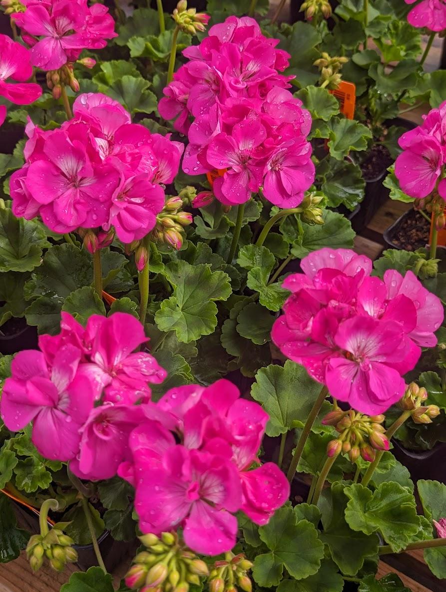 Photo of the entire plant of Fish Geranium (Pelargonium x hortorum ...