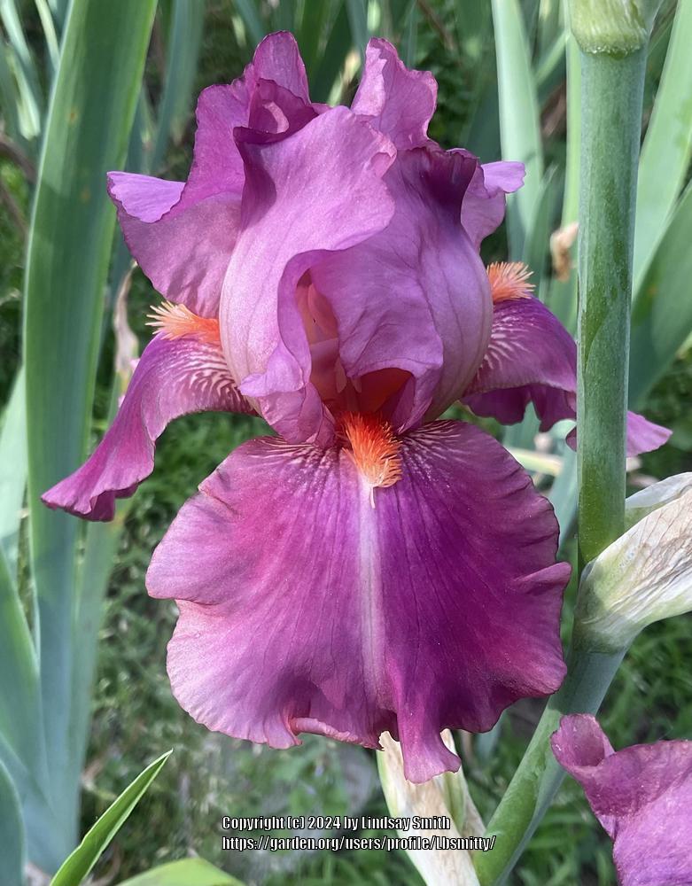 Photo of the bloom of Tall Bearded Iris (Iris 'Splash of Raspberry ...