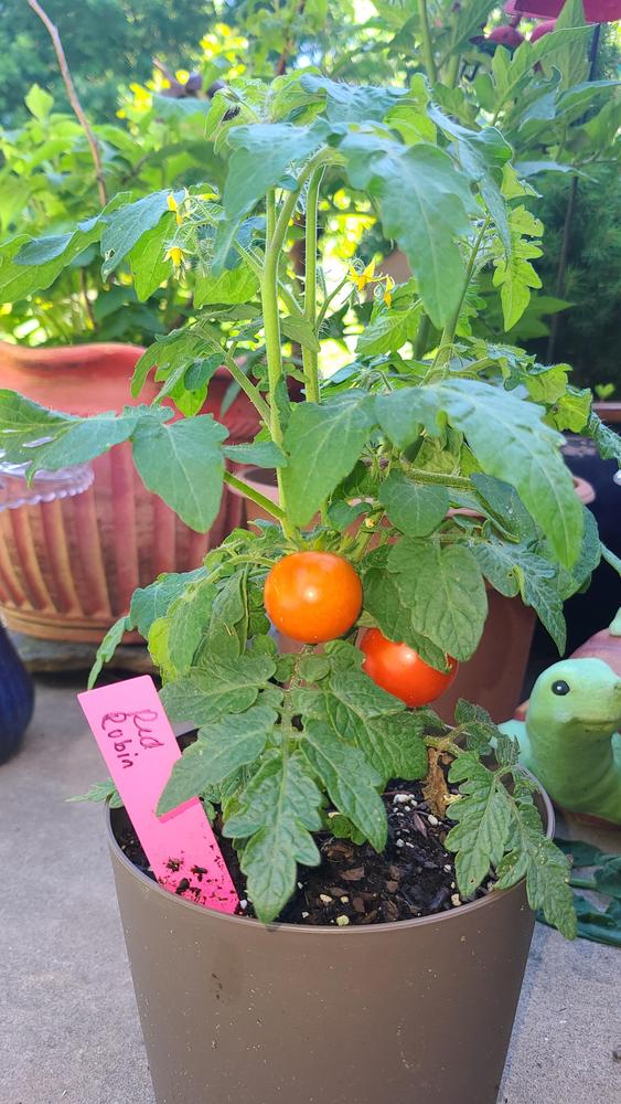 Photo of the entire plant of Tomato (Solanum lycopersicum 'Red Robin ...