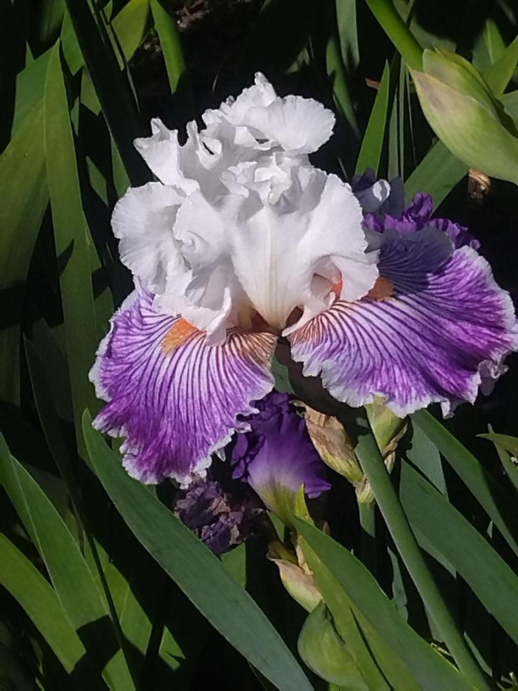 Photo of the bloom of Tall Bearded Iris (Iris 'Line Item') posted by ...