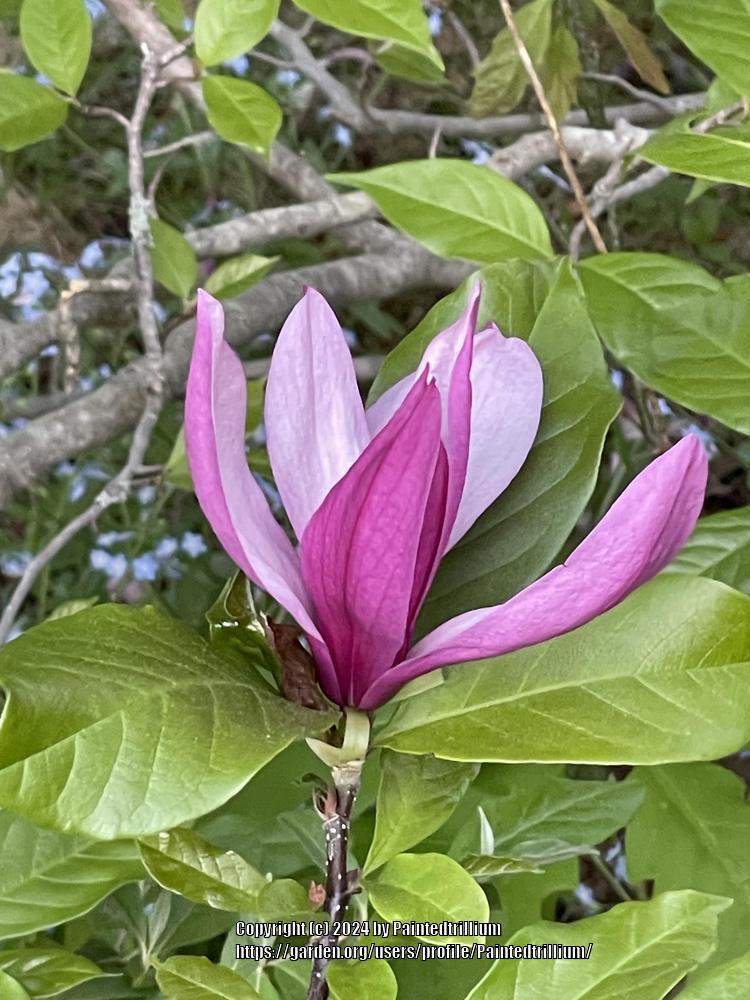 Photo of the bloom of Magnolia 'Ricki' posted by Paintedtrillium ...