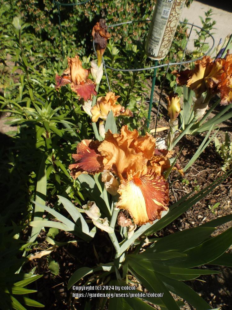 Photo of the entire plant of Tall Bearded Iris (Iris 'Cheetah Cheese ...