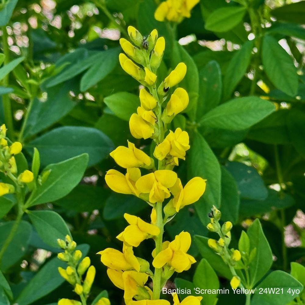 Photo of the bloom of Yellow Wild Indigo (Baptisia sphaerocarpa ...