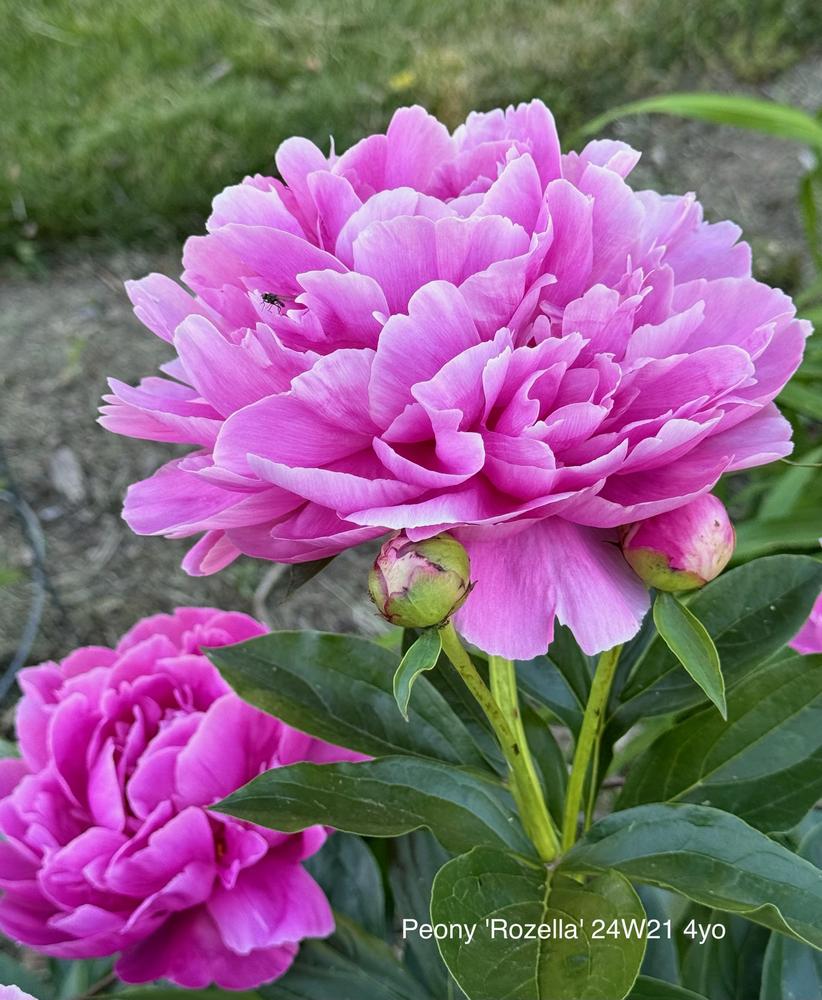 Photo of the bloom of Garden Peony (Paeonia 'Rozella') posted by ...