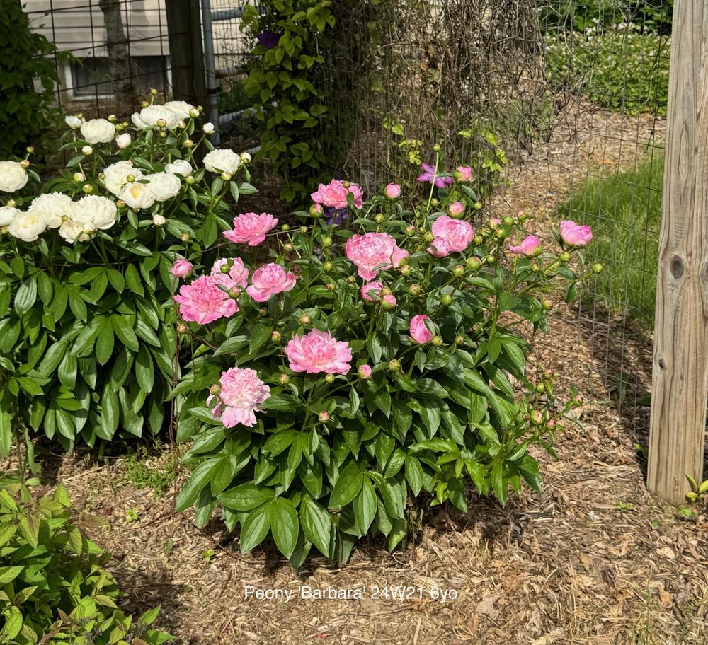 Photo of the entire plant of Peony (Paeonia lactiflora 'Barbara ...