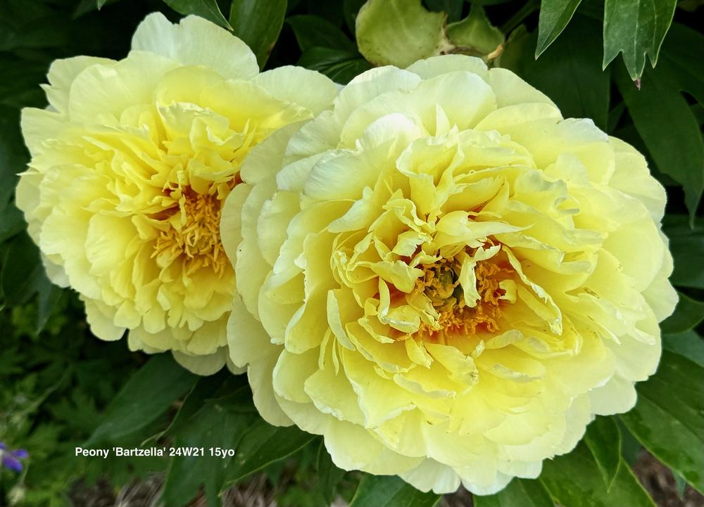 Photo of the bloom of Intersectional Peony (Paeonia 'Bartzella') posted by frankrichards16 ...
