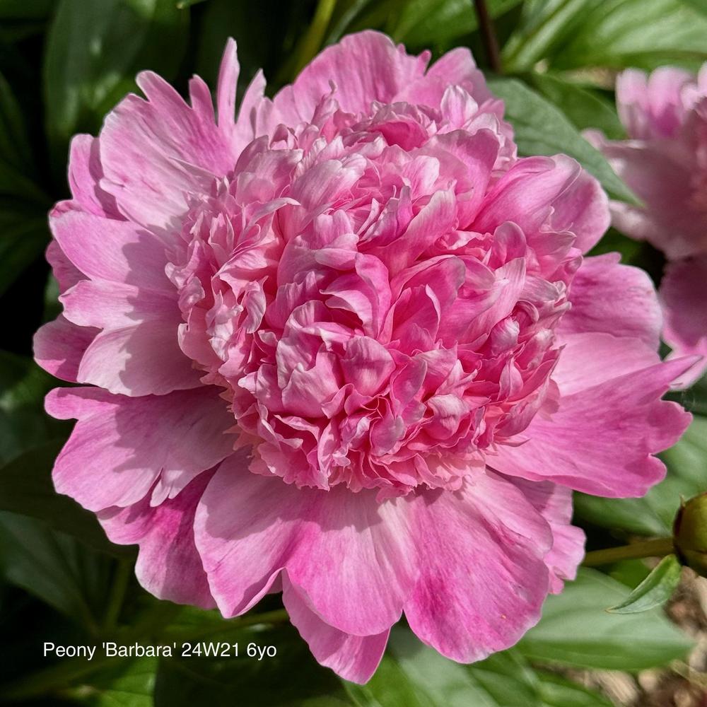 Photo of the bloom of Peony (Paeonia lactiflora 'Barbara') posted by ...