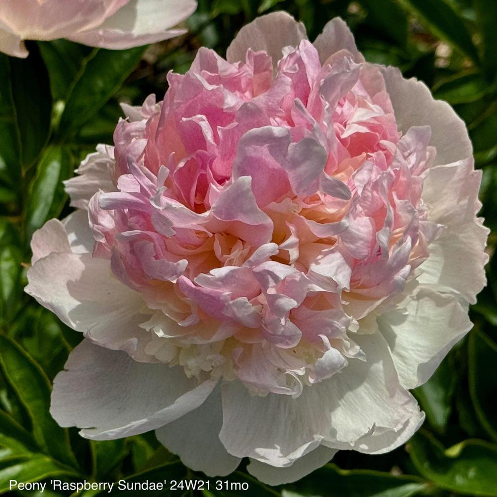 Photo of the bloom of Peony (Paeonia lactiflora 'Raspberry Sundae ...