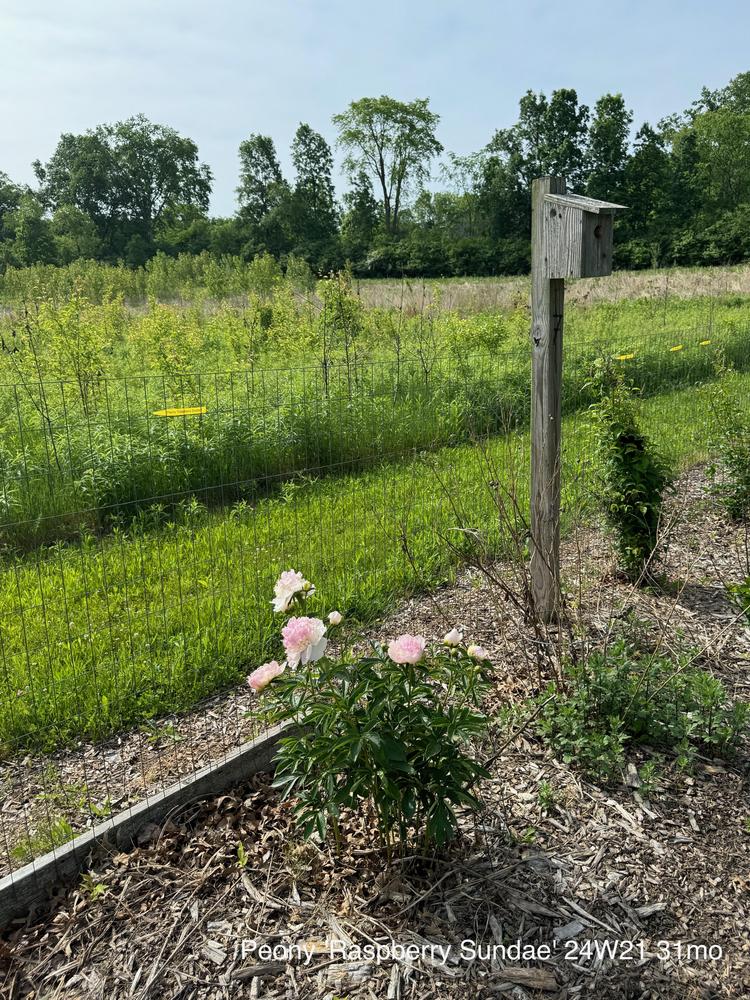 Photo of the entire plant of Peony (Paeonia lactiflora 'Raspberry ...