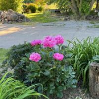 Photo of the bloom of Peony (Paeonia 'Rozella') posted by Mikey ...