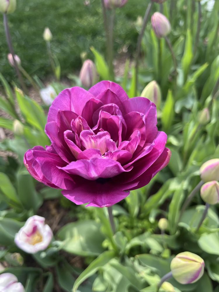 Photo of the bloom of Double Late Tulip (Tulipa 'Blue Spectacle ...
