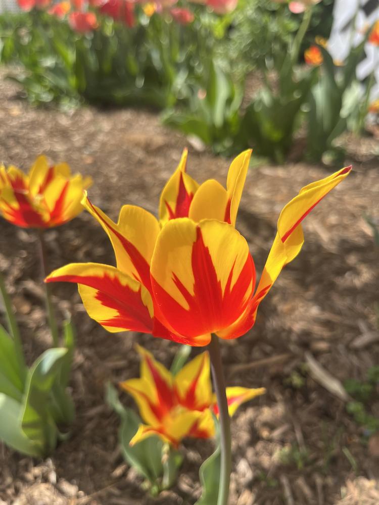 Photo of the bloom of Tulip (Tulipa 'Firework') posted by meggyglo86 ...