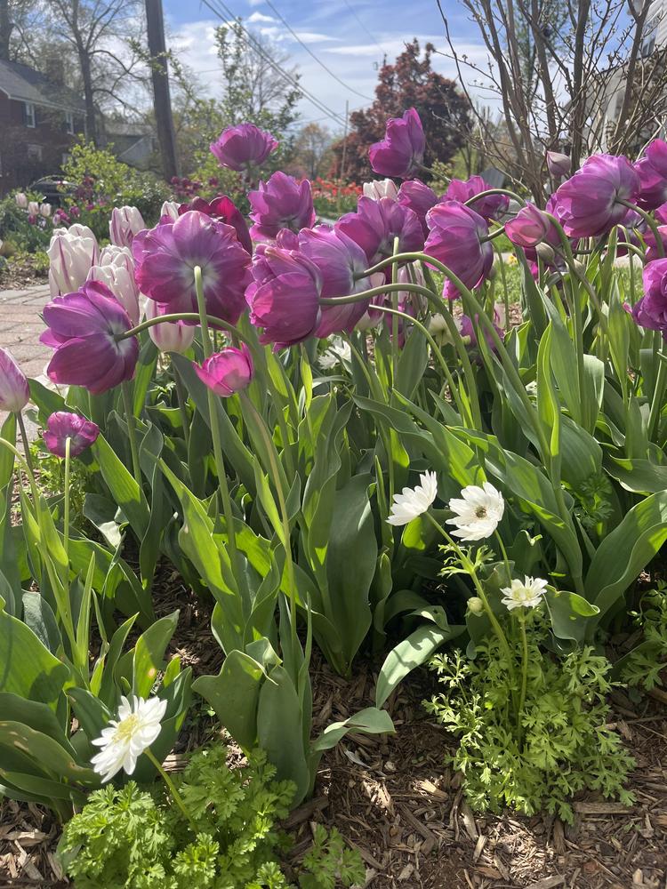 Photo of the entire plant of Double Late Tulip (Tulipa 'Blue Spectacle ...