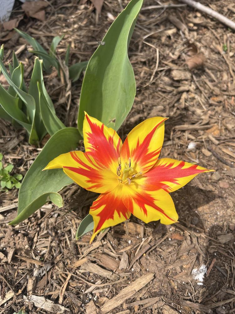 Photo of the bloom of Tulip (Tulipa 'Firework') posted by meggyglo86 ...