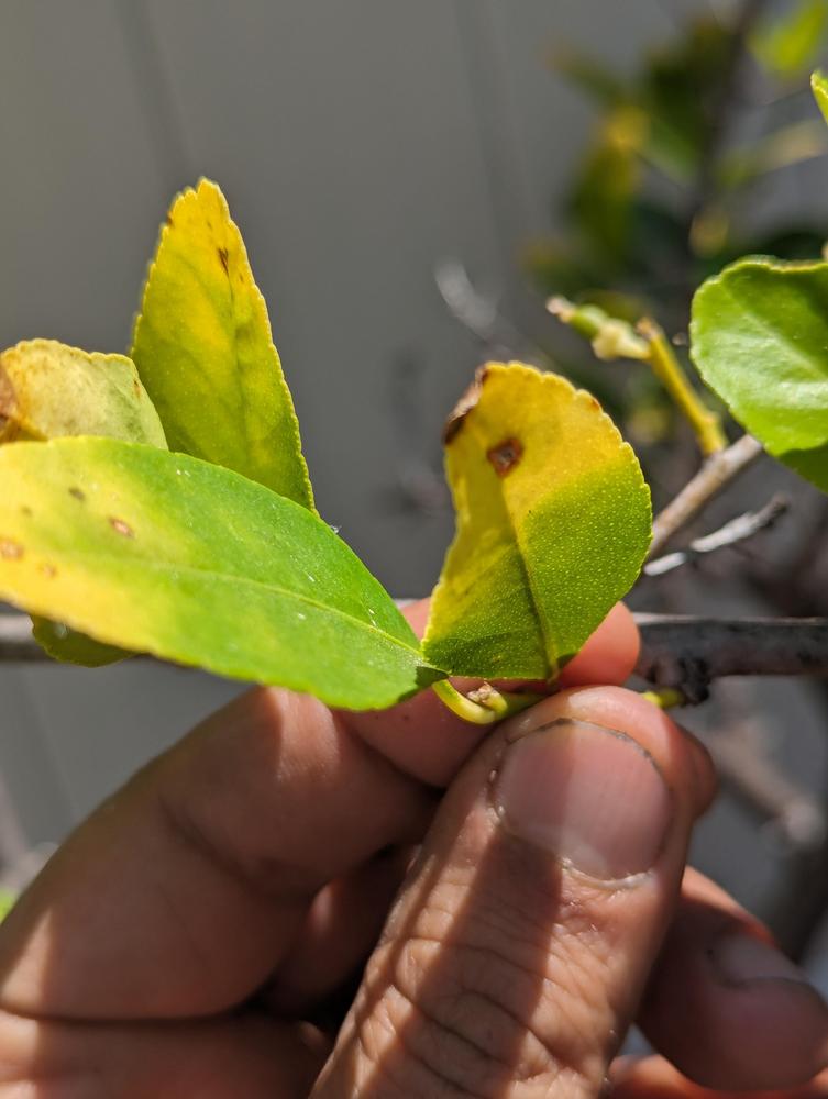 Sick lemon tree in the Ask a Question forum - Garden.org