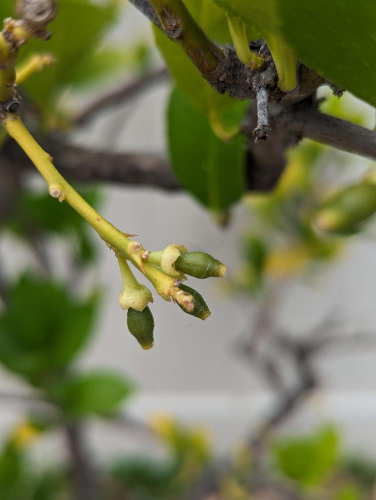 Sick lemon tree in the Ask a Question forum - Garden.org