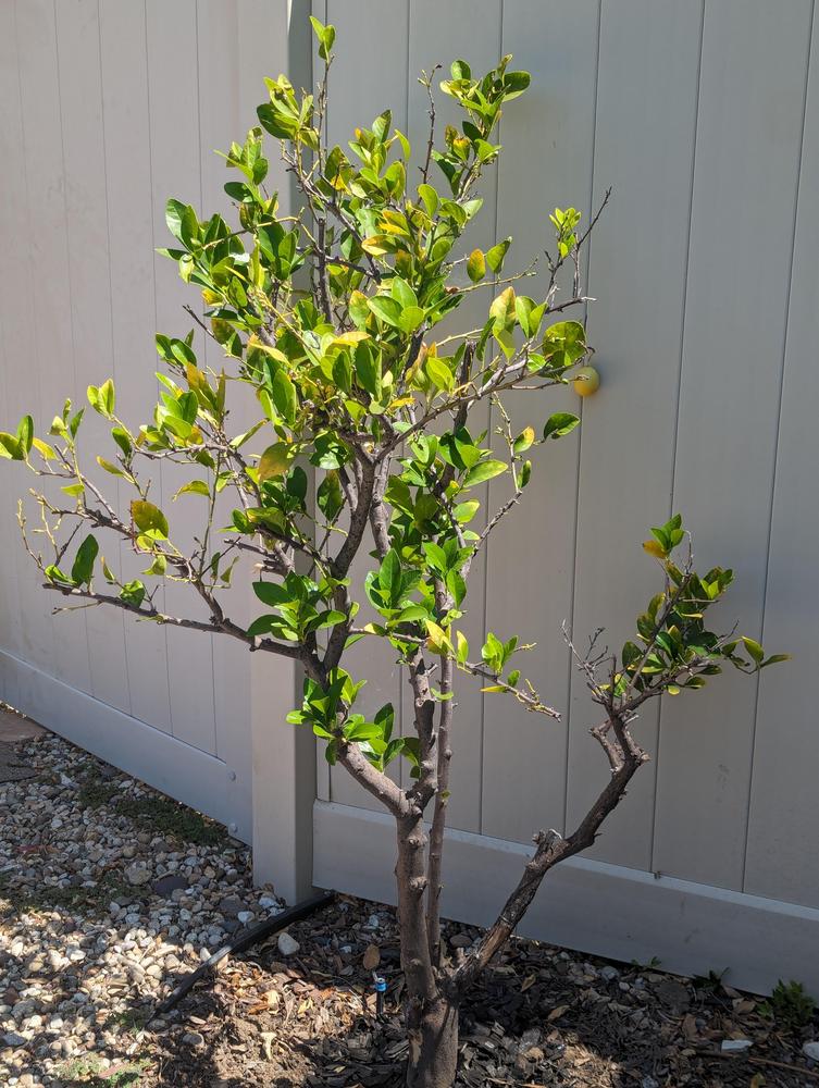 Sick lemon tree in the Ask a Question forum - Garden.org